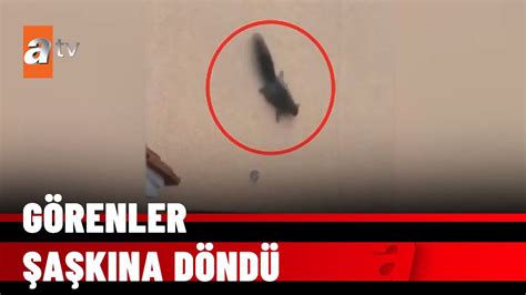 Yer çekimine meydan okuyan sincap atv Haber 8 Kasım 2021 YouTube
