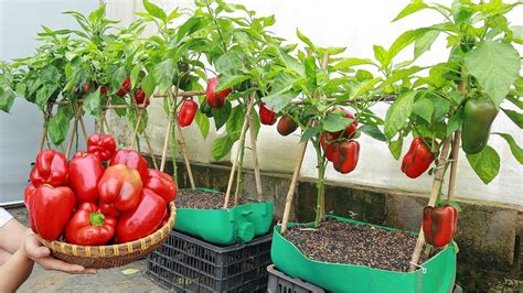 Cómo cultivar pimientos morrones en casa el secreto para una