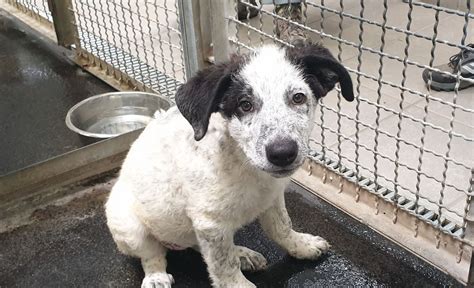 Tierheim Iserlohn Hunde