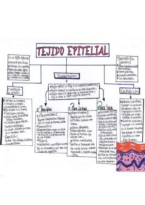 Prueba Descenso Repentino Negociar Esquema De Tejido Epitelial Morfina