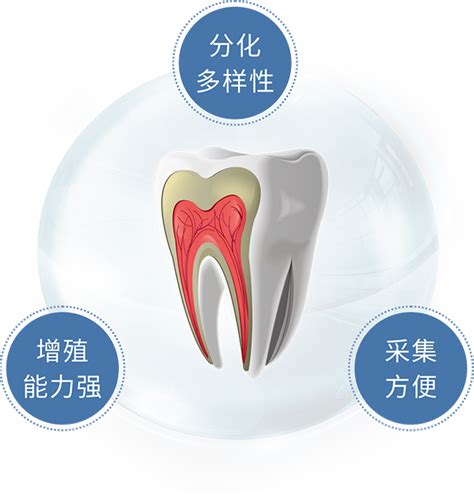 牙髓干细胞 深圳市茵冠生物科技有限公司