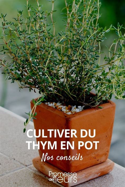 Cultivez Le Thym Dans Votre Jardin En Suivant Ces Conseils Artofit