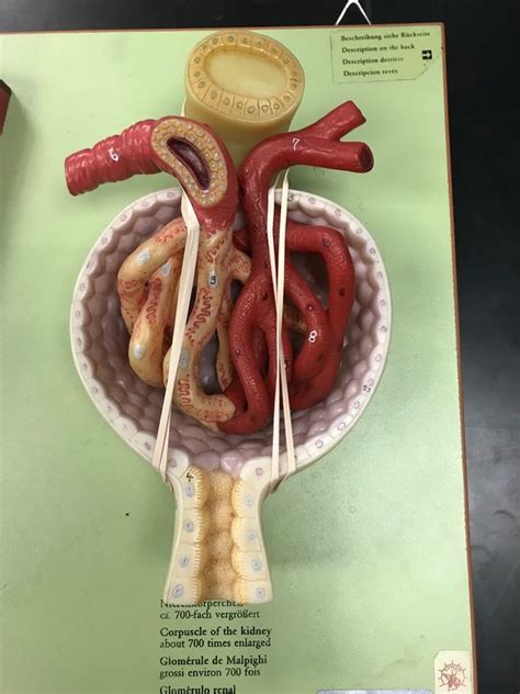 Renal Corpuscle Model Diagram Quizlet