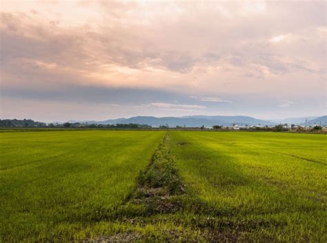 Os Maiores Produtores De Arroz Do Brasil Blog Da Superbid