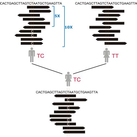 next generation sequencing approaches for genetic mapping of complex diseases journal of