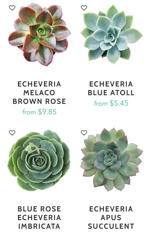 Succulent Identification Charts Artofit