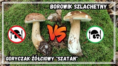 Jak odróżnić PRAWDZIWKA od SZATANA potoczna nazwa Goryczak
