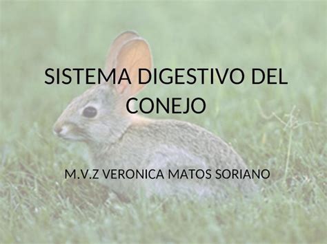 PPT SISTEMA DIGESTIVO DEL CONEJO DOKUMEN TIPS