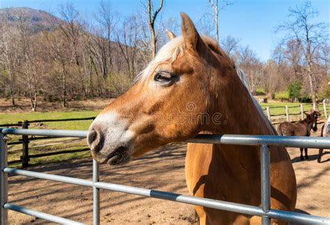 Cavalo Branco Fora Que Está Comendo O Feno Em Um Estábulo Da Exploração