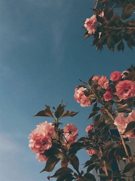 Fondos De Flores Aesthetic