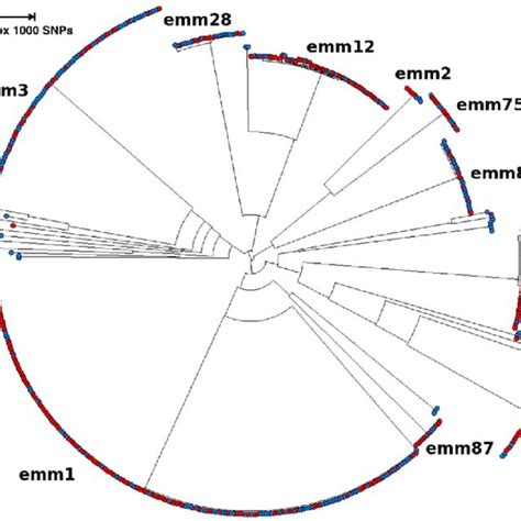 maximum likelihood phylogenetic tree maximum likelihood phylogeny with download scientific