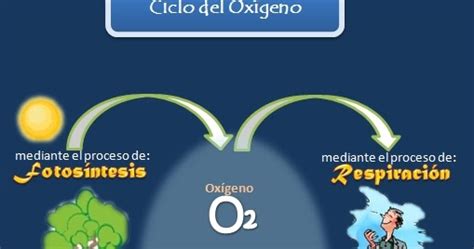 Esquemas diagramas gráficos y mapas conceptuales El Ciclo del Oxígeno