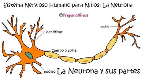 10 Neurona Dibujo
