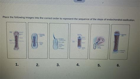 Solved Eved Place The Following Images Into The Correct Chegg