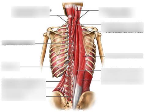 Vertebral Column Muscles Diagram Quizlet
