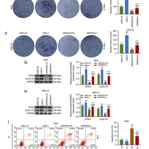 Downregulation Of Snhg Expression Decreases The Effects Of Mir P