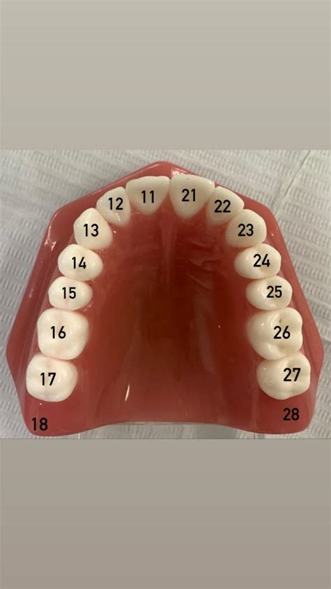 Como A Numera O Dos Dentes