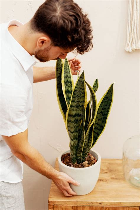 Pin En Plantas De Interior