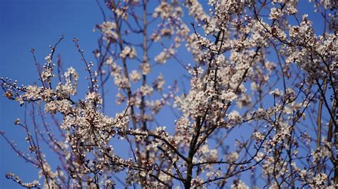 Primavera Flores Árbol Foto gratis en Pixabay Pixabay