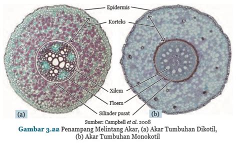 Gambar Struktur Anatomi Penampang Melintang Akar Monokotil Dan Dikotil