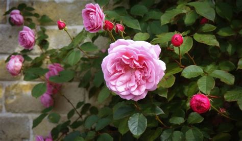 Tailler Des Rosiers Grimpants Remontants Pour Avoir Une Floraison Optimale