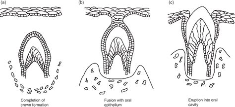 1 Oral Embryology Histology And Anatomy Pocket Dentistry