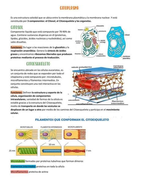 Citoesqueleto Cilios Y Flagelos Yennie UDocz