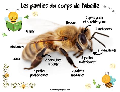 Les Abeilles Blogue Part Insects Bee Fun Facts