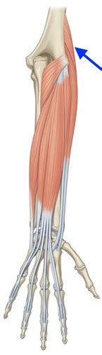 Gross Anatomy Exam Posterior Forearm Hand Cutaneous Innervation