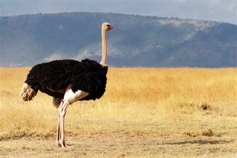 Características generales del avestruz y su maravilloso habitat