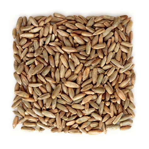 Graines De Seigle Bio Histoire D Un Grain