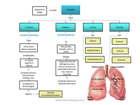 Solution Anatomia Mapa Conceptual Pulmon Y Corazon Studypool