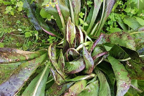 RADICCHIO ROSSO DI TREVISO IGP TUTTO IL BUONO CHE CE DA SAPERE