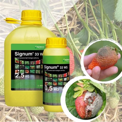 Signum 33 Wg 500g na pleśń i choroby grzybowe Ceny i opinie Ceneo pl