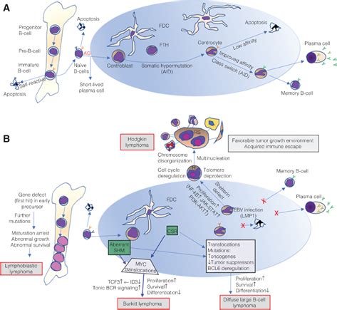 Lymphoma