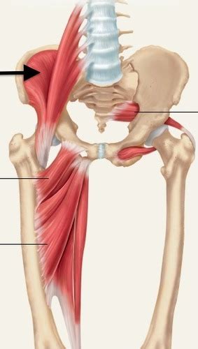 Muscles Of The Anterior Medial Thigh Flashcards Quizlet