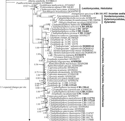 Consensus Phylogram 50 Majority Rule Of 1 500 Trees Resulting From