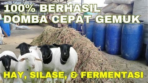KUNCI SUKSES BIKIN PAKAN HAY SILASE FERMENTASI BERHASIL YouTube