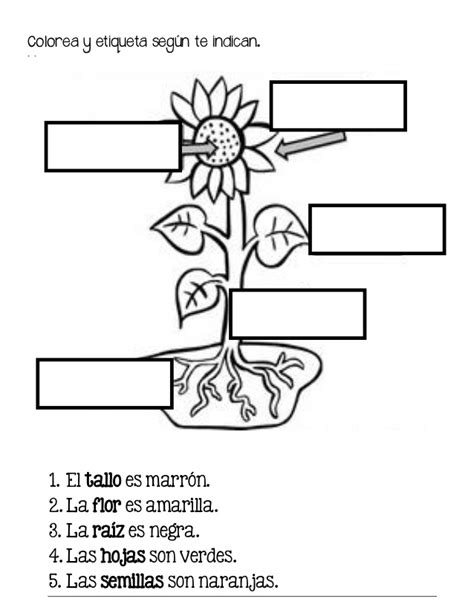 Dibujo De Una Flor Y Sus Partes Para Colorear Porn Sex Picture Hot