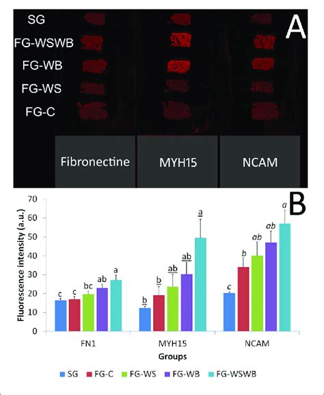 Imagej Measuring Fluorescence Intensity