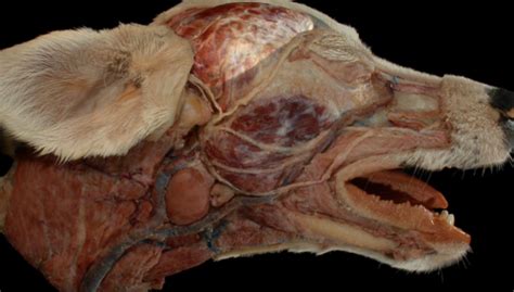 Masticatory Lingual Hyoid Muscles Flashcards Quizlet