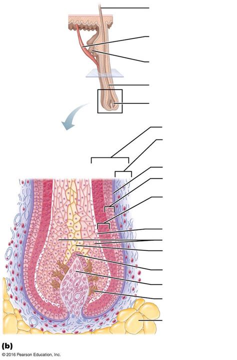 Structure Of Hair And Hair Follicle Diagram Quizlet