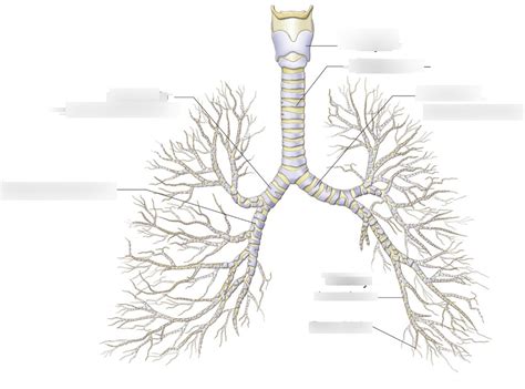 Anatomy Of Lungs Diagram Quizlet