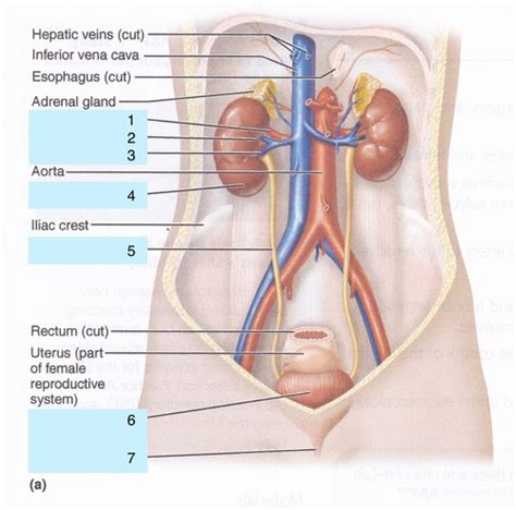Urinary System Urinalysis Flashcards Quizlet