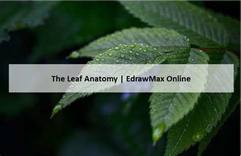 Draw A Well Labelled Diagram Of Cross Section Of A Leaf Infoupdate Org