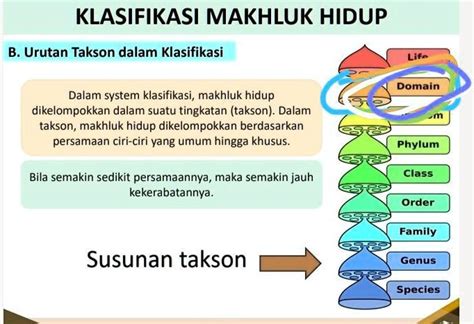 SOLVED Apa Itu Takson Domain Apakah Division Atau Filum