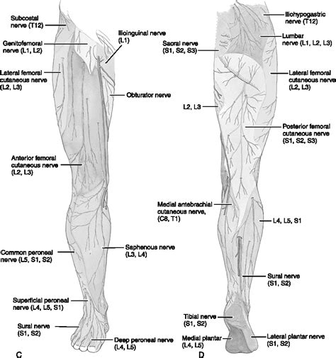 Lower Extremity Peripheral Nerve Distribution