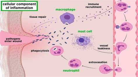Understanding The Inflammatory Response A Comprehensive Guide