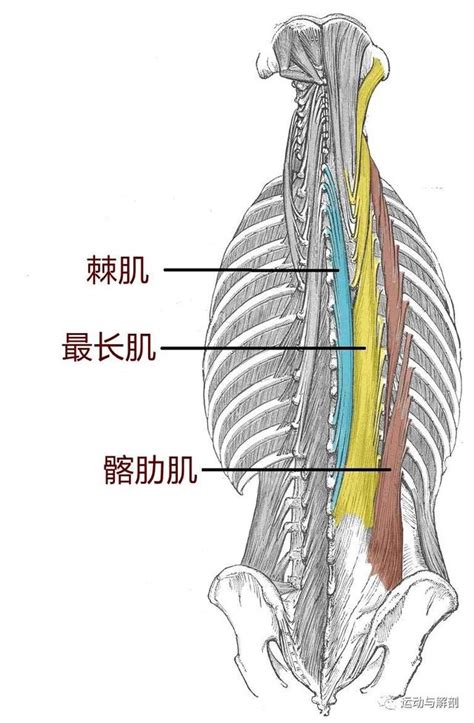豎脊肌 維持直立最重要的姿勢肌 每日頭條