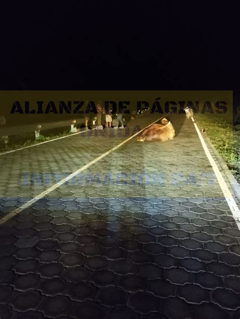 Motociclista muere al chocar contra un semoviente en El Jícaro Radio